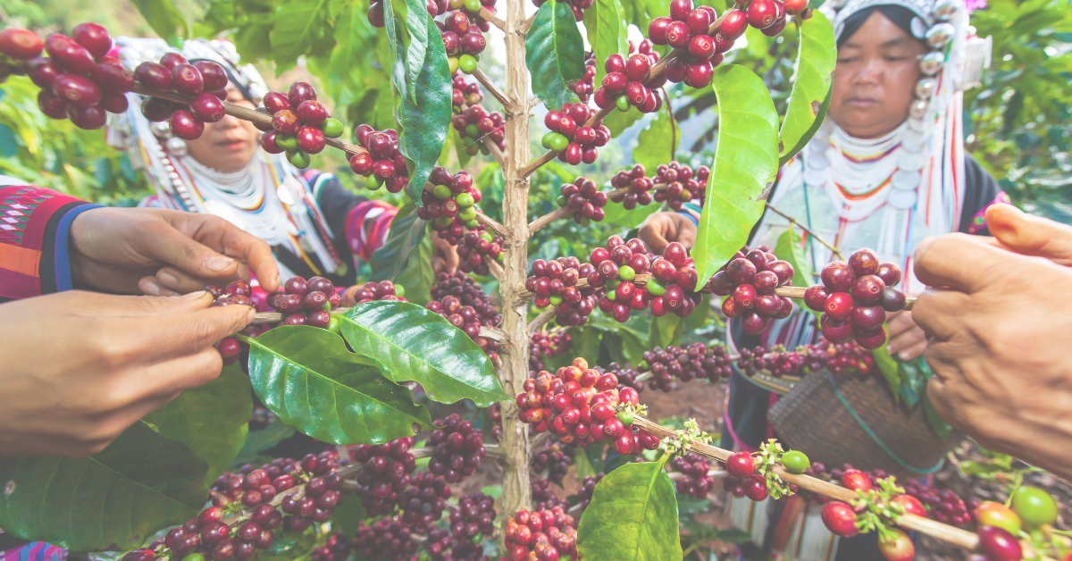 American Way Coffee: Journey to Asia's Coffee Heartland